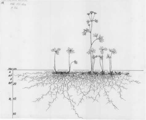 Tree Root System Drawings
