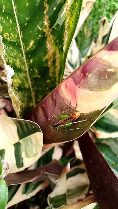 Salta Montes En Chirigui Youtube