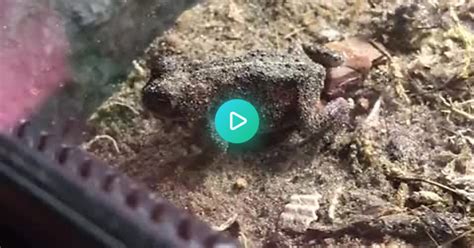 Toad Enclosure Album On Imgur