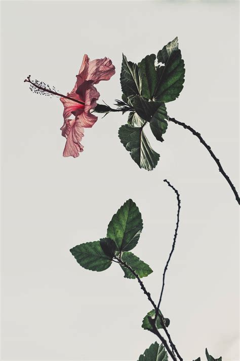 200 Aesthetic Pfp Wallpapers