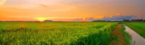 Agro Culture Invest Kedah