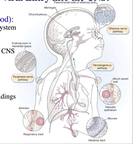 Micro 4 Viral Encephalitis Flashcards Quizlet