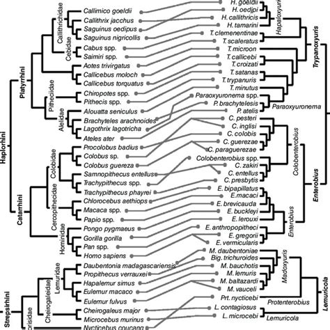 Pdf Coevolution Of Hosts And Parasites