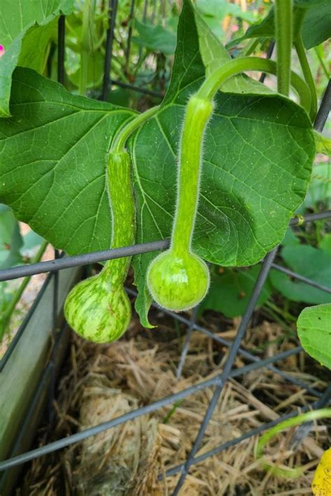 How To Grow Long Handled Dipper Gourds