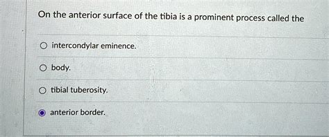 On The Anterior Surface Of The Tibia Is A Prominent Process Called The