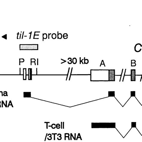 Map Of The Til 1 Insertion Cluster And The Cbfa1 Gene Viral Insertions Download Scientific