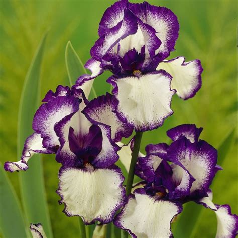 Introducing Iris G Loop The Loop J Parkers