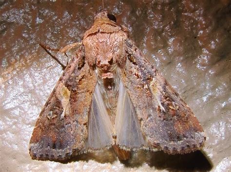 Fall Armyworm Moth