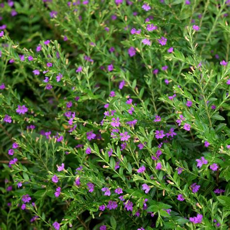 Cuphea Hyssopifola Alba Mexican Heather Siteone
