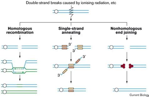 Dna损伤修复 知乎