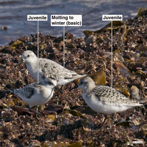 Juvenile Sanderling Sanderling Birdwatch Ireland
