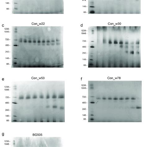 Immunization Groups And Schedule Download Scientific Diagram