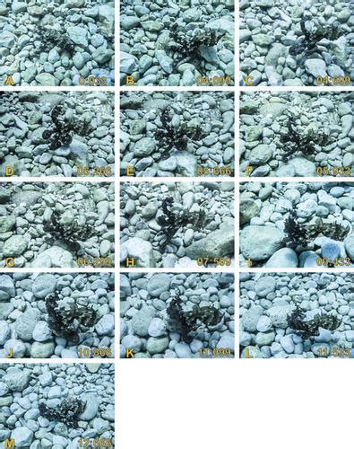 普通章鱼的双足运动：补充观察和一些初步考虑 Ecology And Evolution X Mol