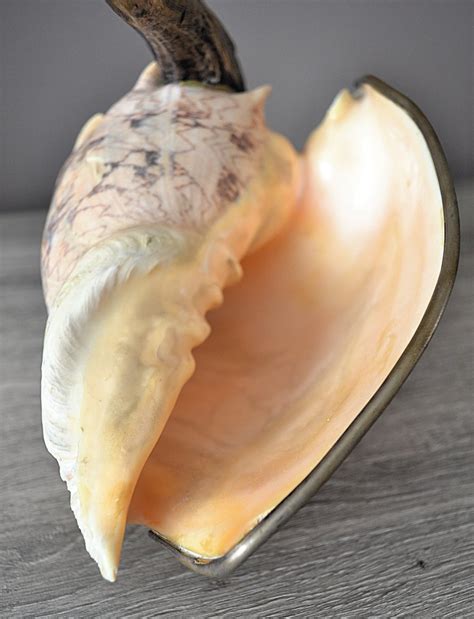 Pink Caribbean Shell Sea Shell Strombus Gigas No Reserve Price