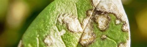 Sick Leaf Treatment And Control Love The Garden