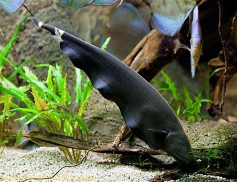 African Knife Fish