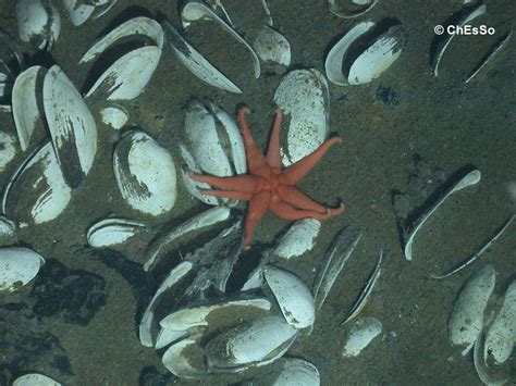 News Story New Starfish Identified British Antarctic Survey
