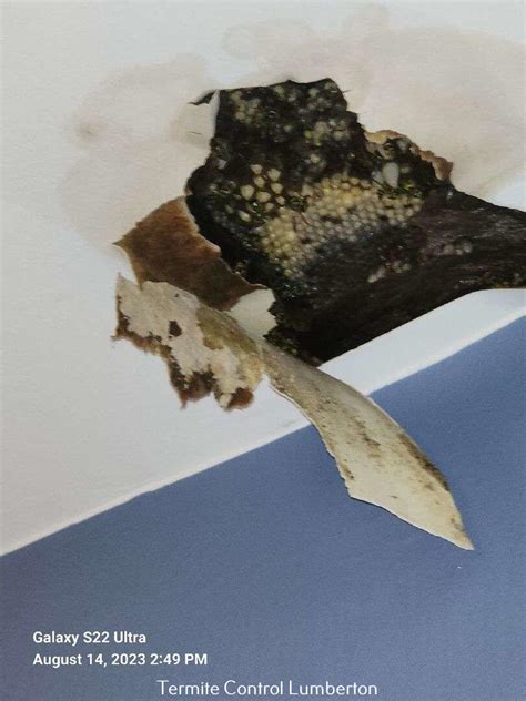 Sleep Easy Pest Solutions The Premier Choice For Cockroach Rodent