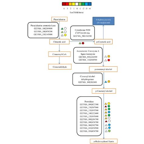 Modulation Of Tropane Piperidine And Pyridine Alkaloid Biosynthesis