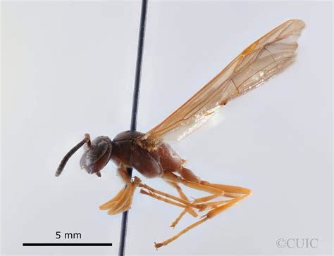 Gymnopolybia Cornelliana Cuic