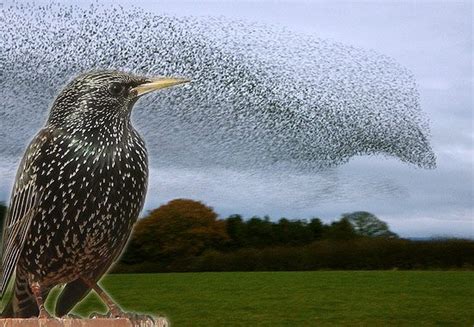 How Do Starling Flocks Create Those Mesmerizing Murmurations All