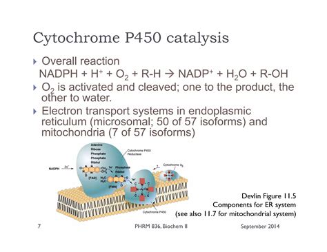 L07cytochromes P450 2pdf