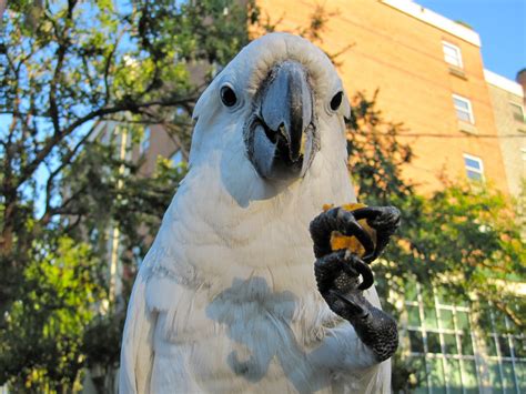 Curses Foiled Again Imgur