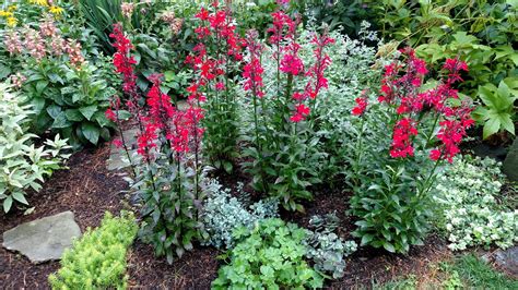 Lobelia Cardinalis Cardinal Flower The Big Little Garden Nashua Nh