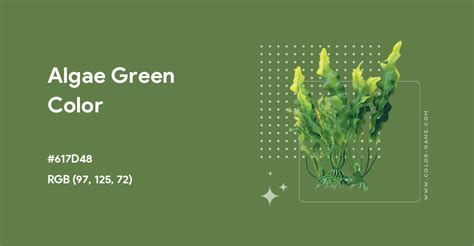 Algae Green Color Hex Code Is 617d48