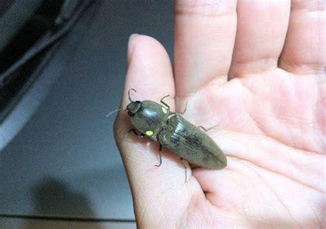 Los Cuentos De Celestino El Cocuyo