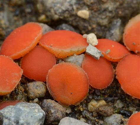 Sanamyа Fungi Of Kamchatka Scutellinia Sp 1 Скутелиния