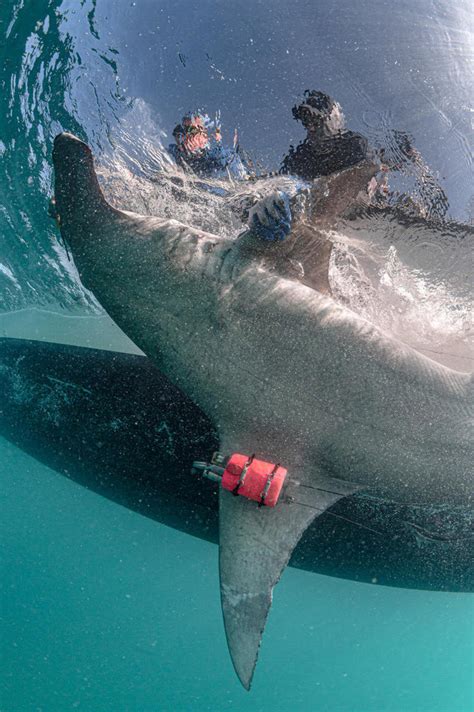 Great Hammerheads Maintain Peak Hunting Across Wide Temperature Swings