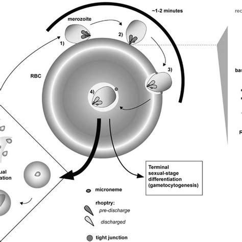An Overview Of Rbc Invasion By Plasmodium Merozoites Download