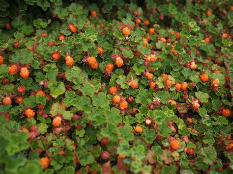 Creeping Raspberry Creeping Raspberry Fruit Plants Shade Plants