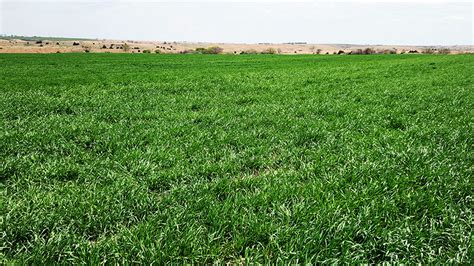 Early Disease Detection Highlights Importance Of Scouting Nebraska