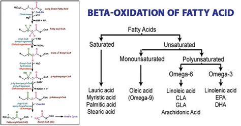 Beta Oxidation Pathway Hidden β γ Dehydrogenation Products In