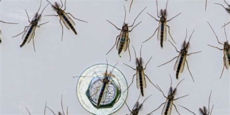 Small Flies In Toronto Swarming In Black Orgy Clouds Huffpost News
