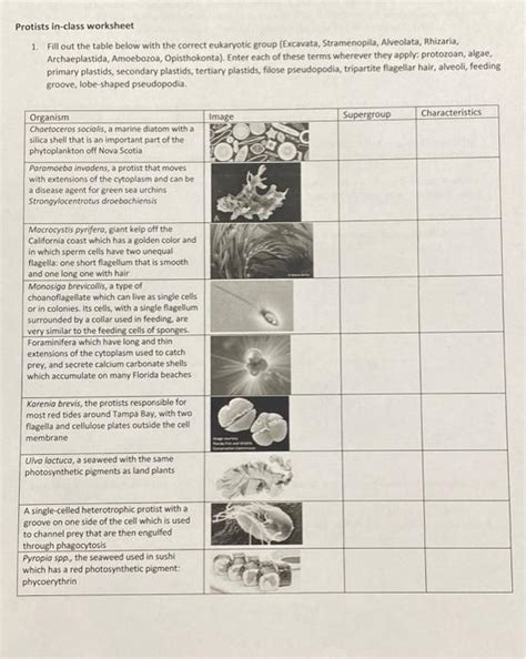 Protists In Class Worksheet 1 Fill Out The Table