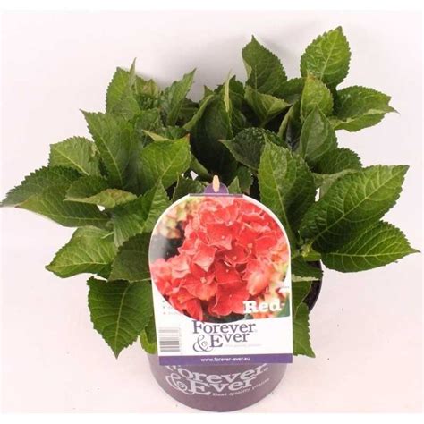 Darželinė Didžialapė Hortenzija Hydrangea Foreverandever® Red X100 Tik Atsiėmimas Vilniuje