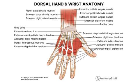Anatomy Of The Wrist And Hand Hand And Wrist