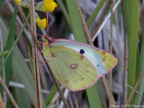 Naturasanton Coliadinae 02 Le Fluoré