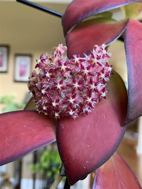 Hoya Mindorensis R Hoyas
