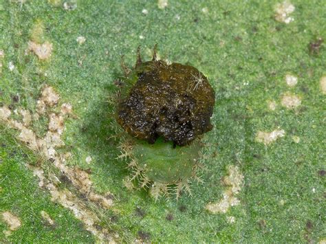 Casside Oursonne Iriis