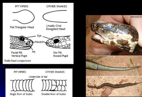 Herp Lab 🦎🐍🐢 Flashcards Quizlet