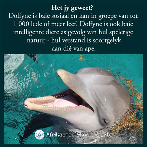 Afrikaanse Skoolprojekte Galery Aanhalings Feite And Gebeure