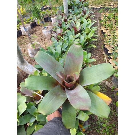 Jual Bromelia Jayen Ukuran Sedang Shopee Indonesia