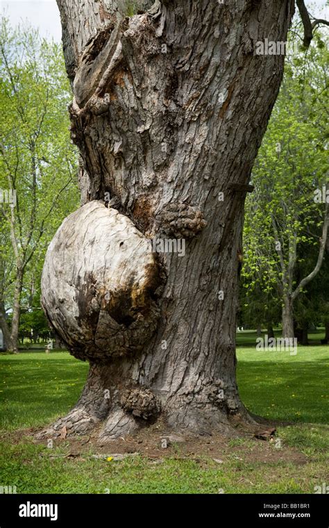 What Are Burls On Trees Worth At George Tarenorerer Blog