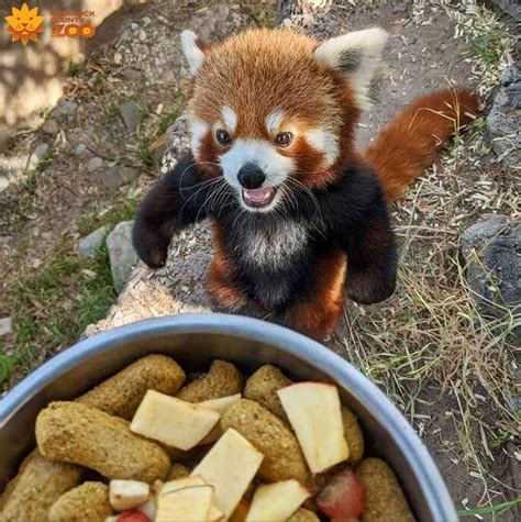 Red Pandas Eating