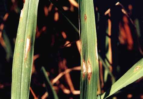 认清稻瘟病级别，做好适时防控！发病