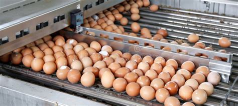 State Of The Art Egg Sorting Machine In A Contemporary Commercial Egg